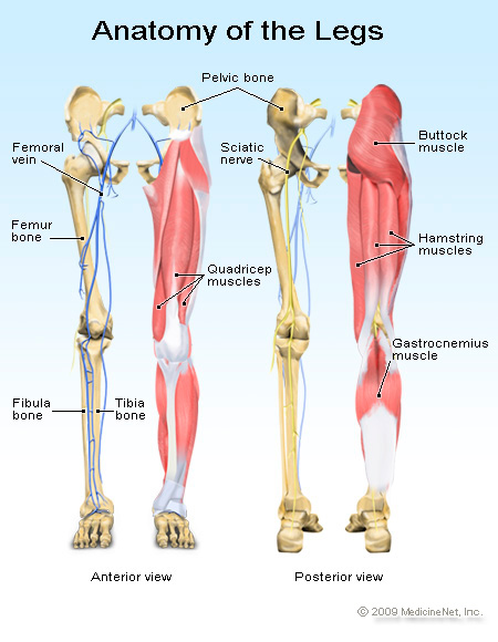 Knee Pain The Big Picture The Bodyworks Clinic Marbella Spain